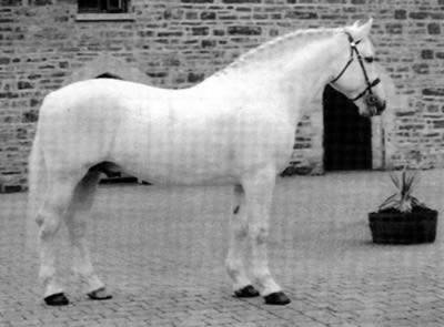 Carrickcottage Star (RID) Gr. 16.2hh – Tullaghansleek Stud